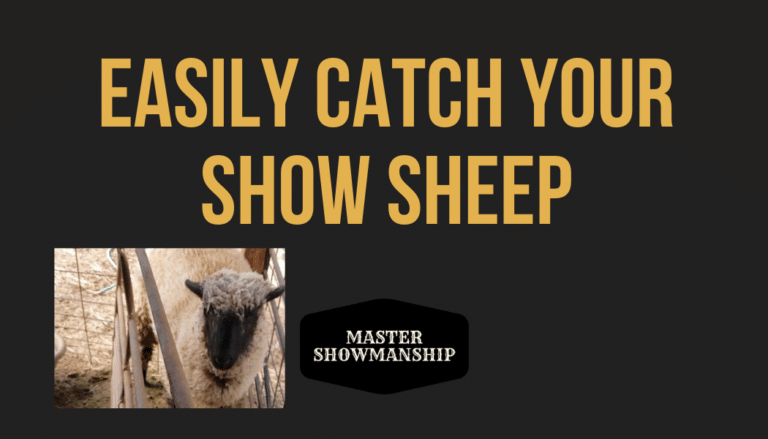 Easily Catch Your Show Sheep – Master Showmanship