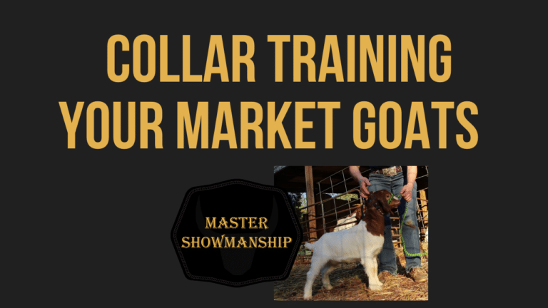 Collar Training Your Market Goats – Master Showmanship