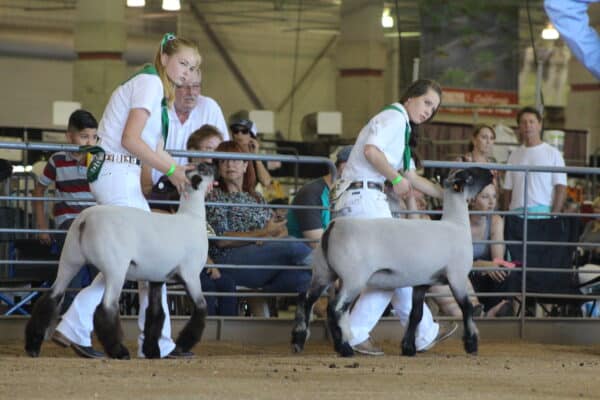 A Winners Guide to Training Sheep and Market Goats – Master Showmanship
