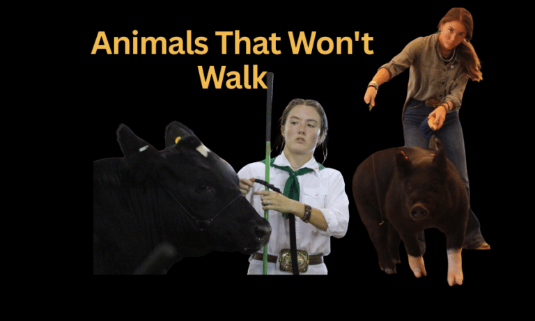 Master Showmanship – Livestock Showmanship Training Resources